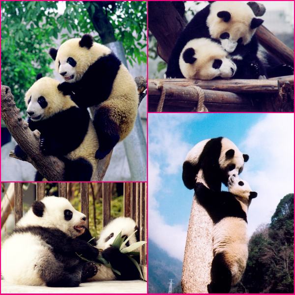 Pambassadors, ihahayag ang kalagayan ng mga panda - Radyo Internasyonal ...